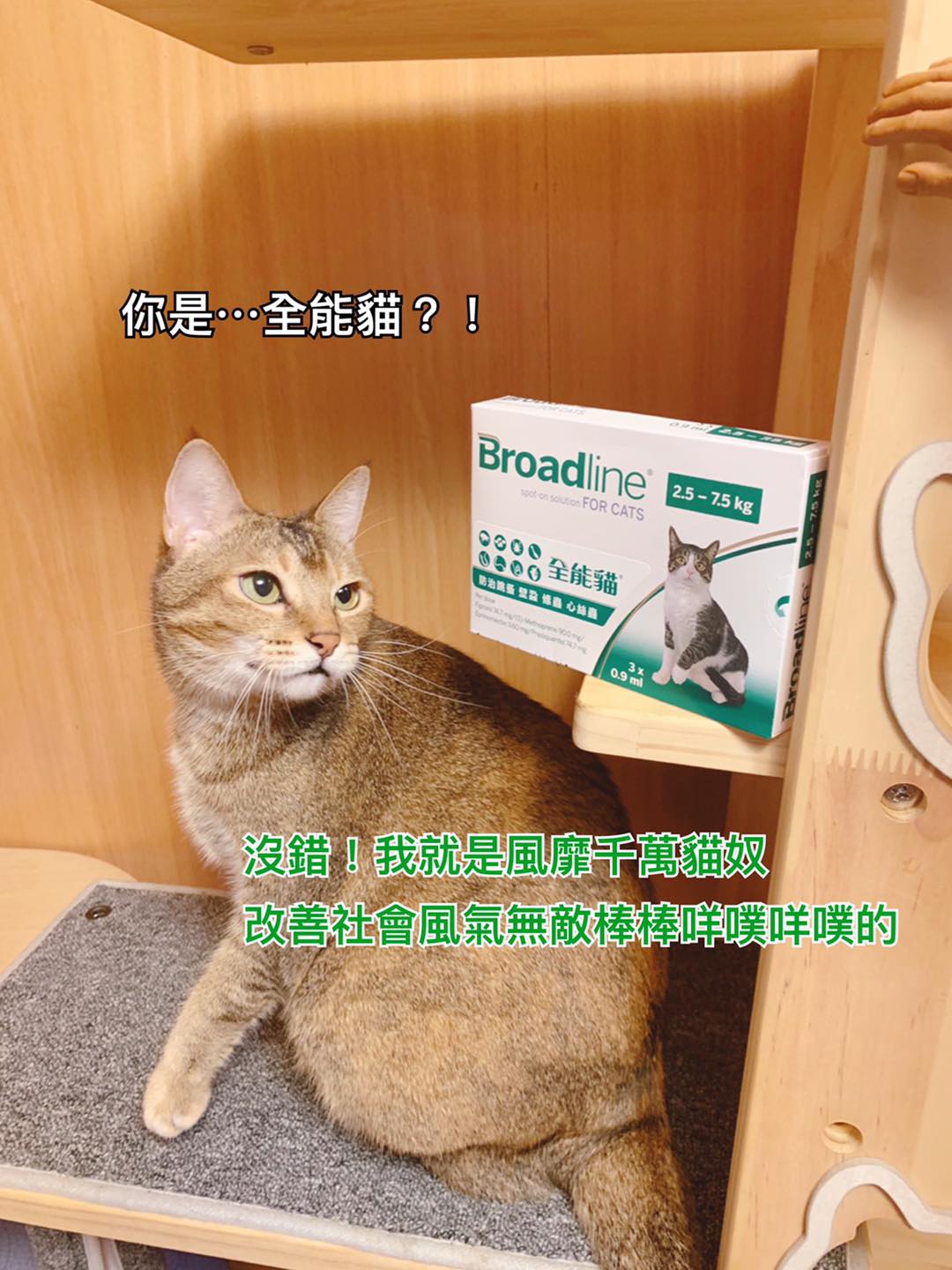 當一隻貓 - 【舞麥】I Love 紅鬣蜥tima&小虎&うまい&太郎2